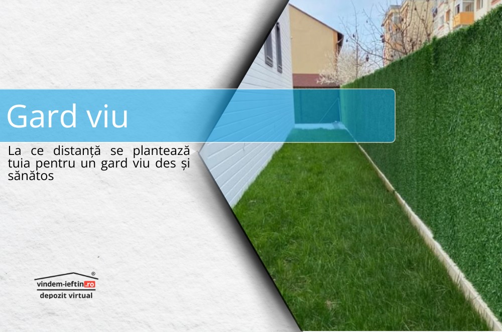 La Ce Distanta Se Planteaza Tuia Pentru Un Gard Viu Des Si Sanatos ...